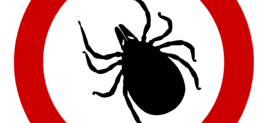 Garrapatas de madera, garrapatas de venado: ¿Qué causa la enfermedad de ...